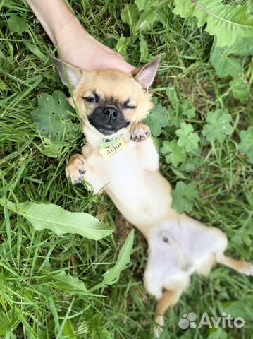 Чихуахуа мини