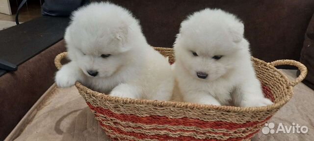 Самоедская лайка