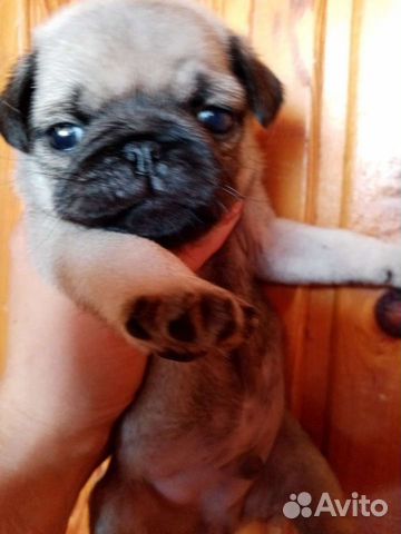 Щенки мопса