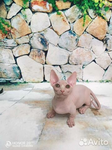 Канадский сфинкс Красавчик Бамбино