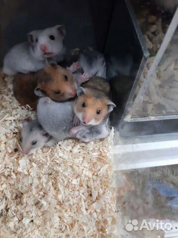 Сирийский хомяк