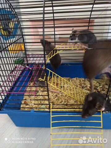 Крыса дамбо