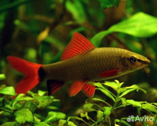 Лабео зеленый