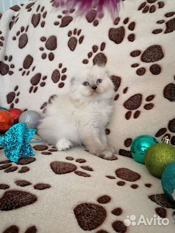 Шикарная кошечка