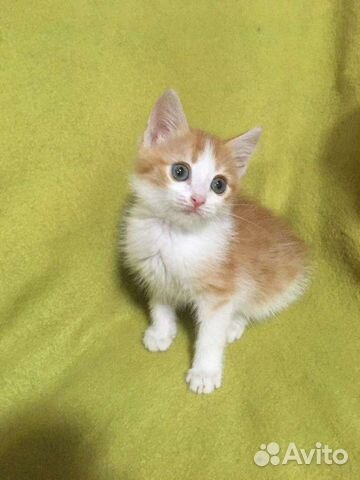 Шикарные котятки