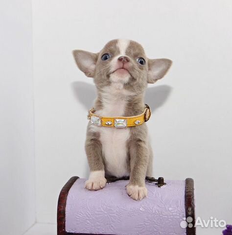 Лиловый мальчик