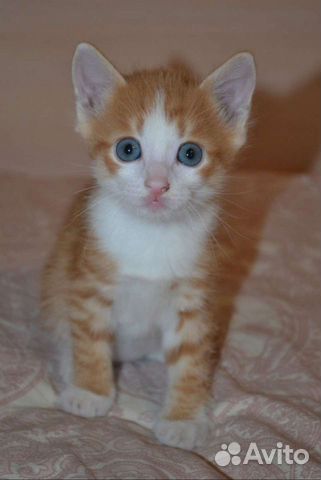 Котенок тигренок