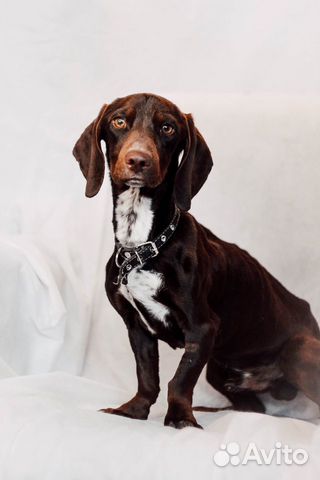 Шоколадный Маффин ищет дом