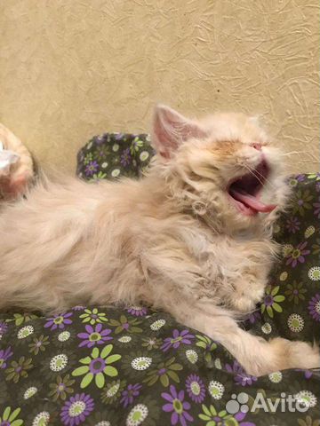 Персидские котята