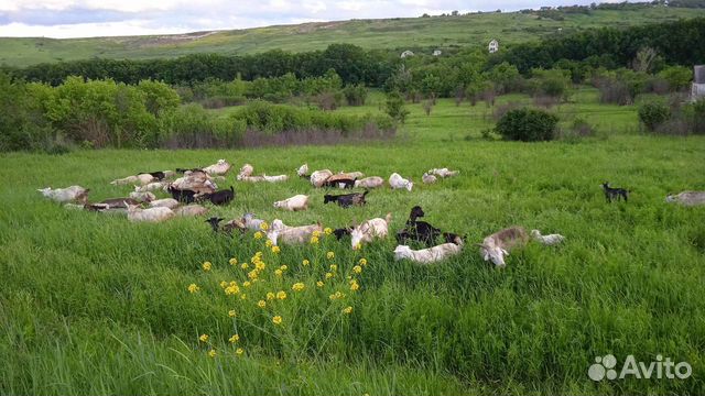 Козы разных помеси, и возрастов, оптом и врознецу
