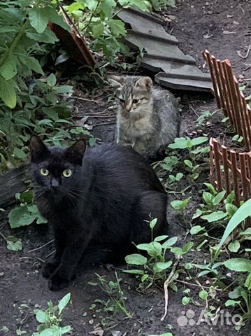 Котята в добрые руки совсем крохотные с ладошку