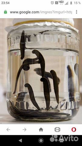 Пиявка медецинская