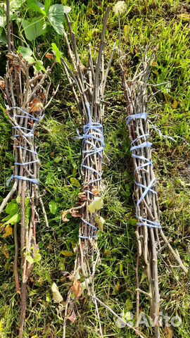 Фруктовые ветви для попугаев