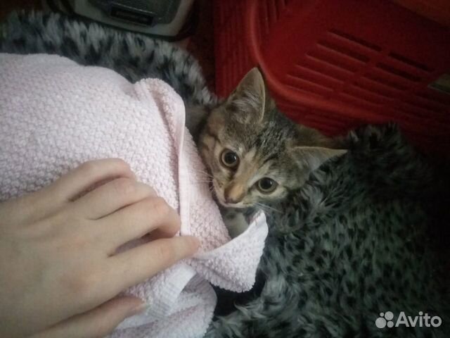 Котенок ищет доброго друга