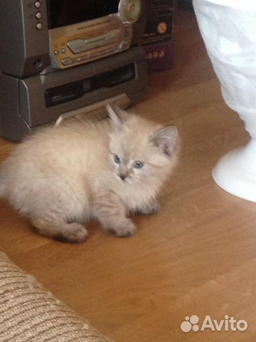Котенок мальчик