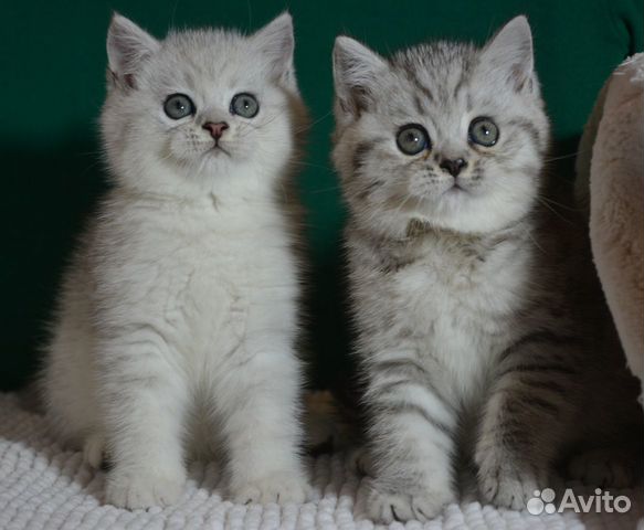 Британские светленькие