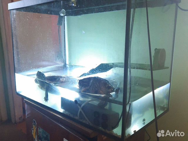 Террариум с черепахами (красный ушастый)