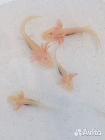Малёк аксолотля