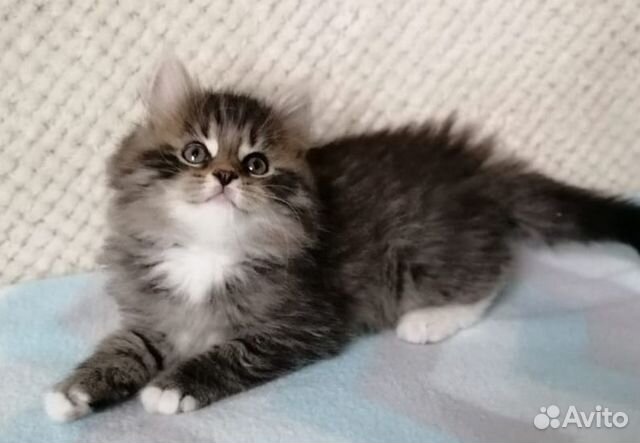 Котёнок в добрые руки