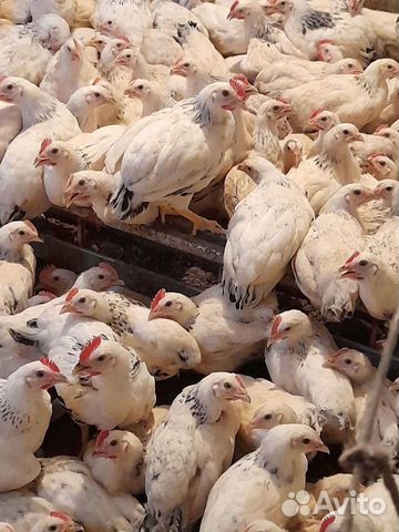 Куры несушки