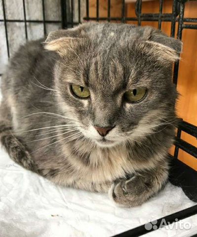 Мадам Вислоуша