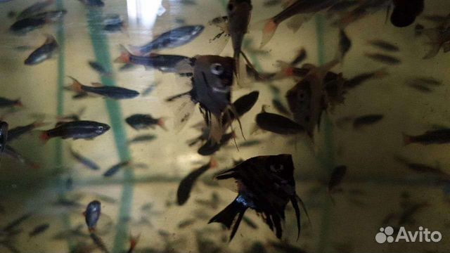 Скалярии, неон голубой, кардинал