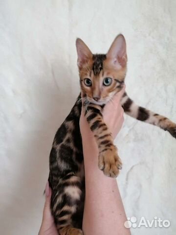 Бенгальские котята