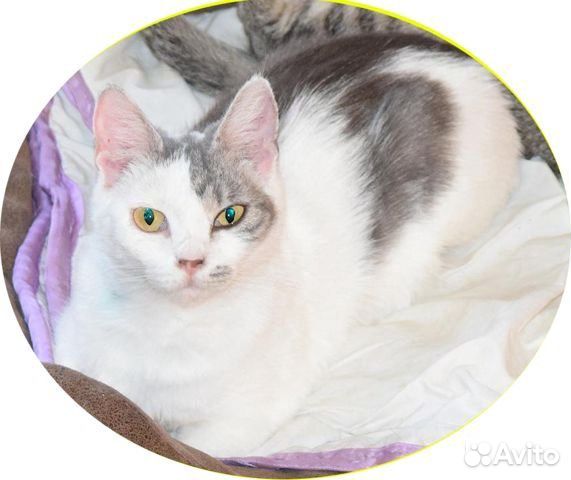 Кошка в добрые руки