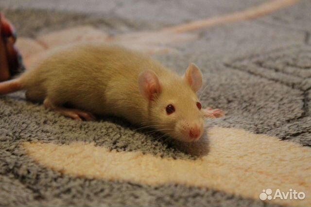 Крысенок крыс красные глаза амбер