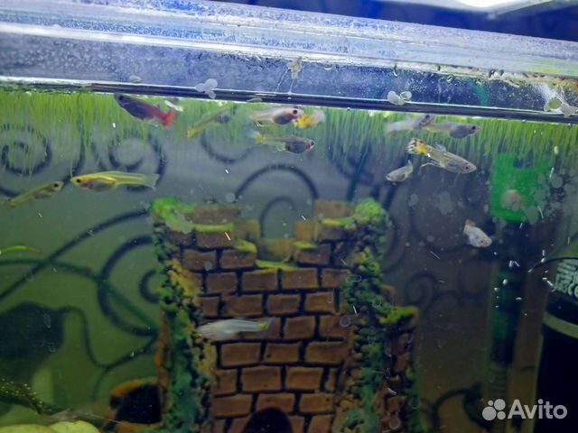 Молодняк гуппи