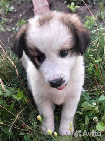 Щенок в добрые руки