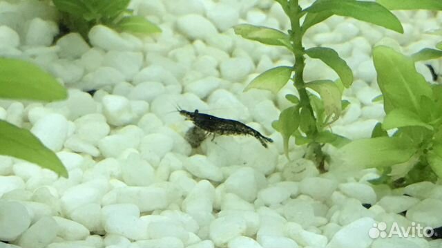 Аквариумные креветки