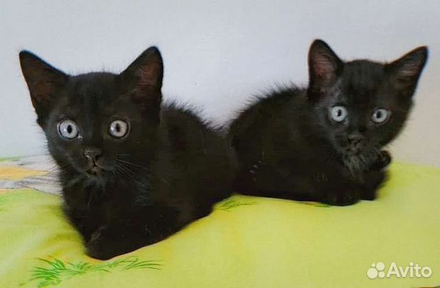 Чудесные котята бесплатно в добрые руки с доставко