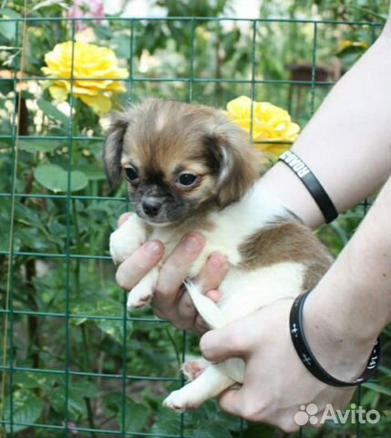 Девочка д.ш чихуахуа мини