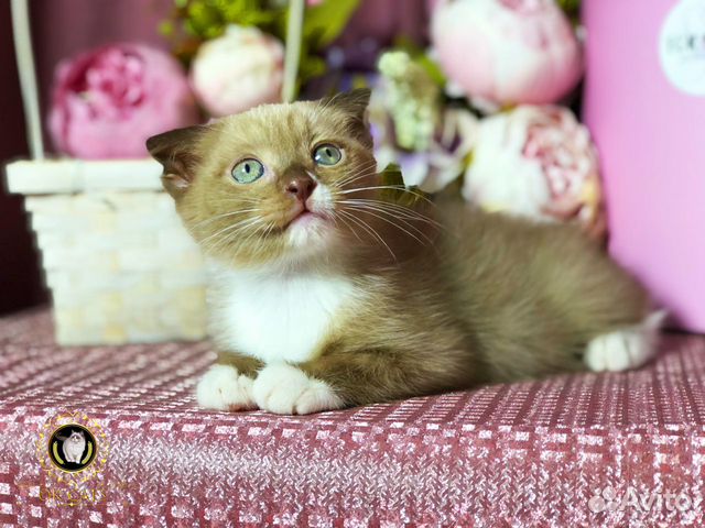 Аврора. Котенок из помета манчкина и Рэгдолла