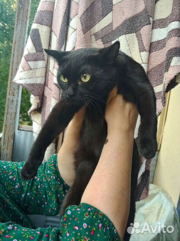 Кот пантера