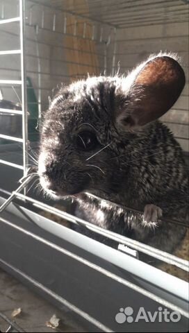 Шиншилла с вещами