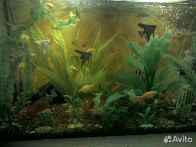 Аквариумнык рыбы