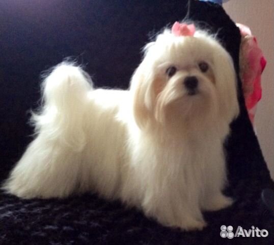 Подрощенная девочка мальтезе РКФ