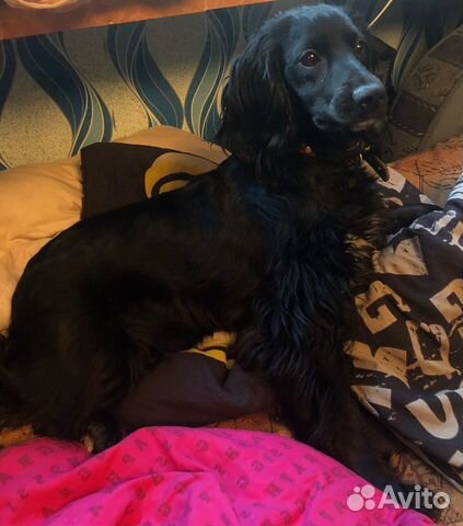 Русский охотничий спаниель