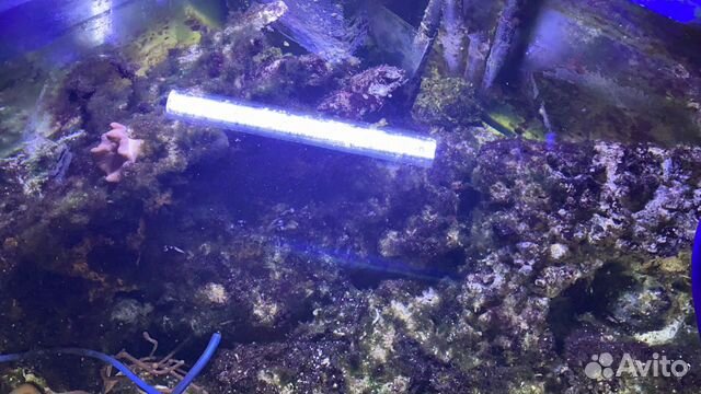 Камни морские живые