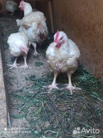 Цеплять бройлер