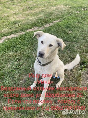 Кобель