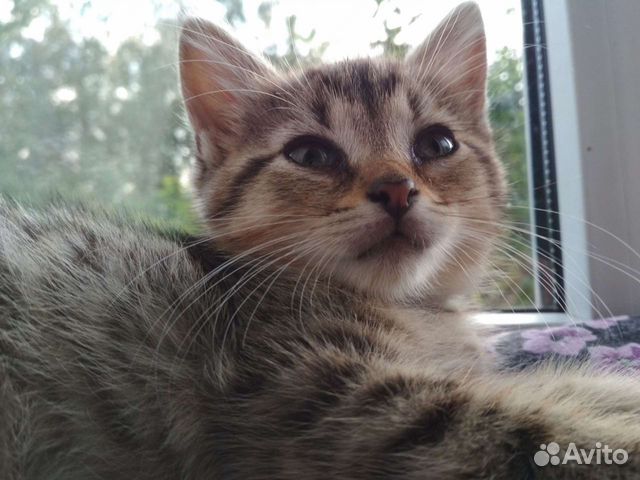 Котенок Пеппи в добрые руки