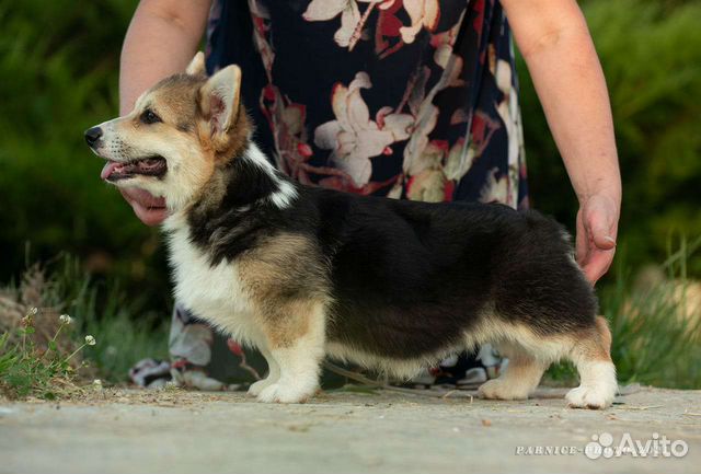 Вельш-корги пемброк