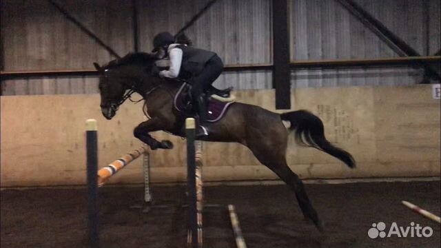 Верховая лошадь