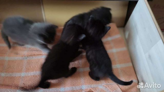 4 котëнка