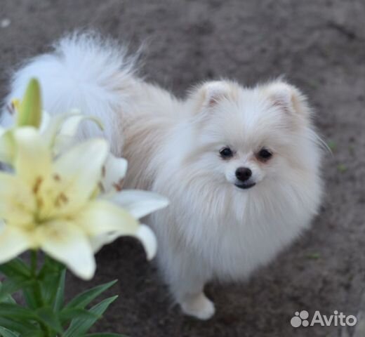 Щенок померанского шпица