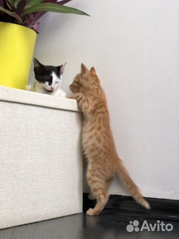 Отдам рыжего котика и черно-белую кошечку