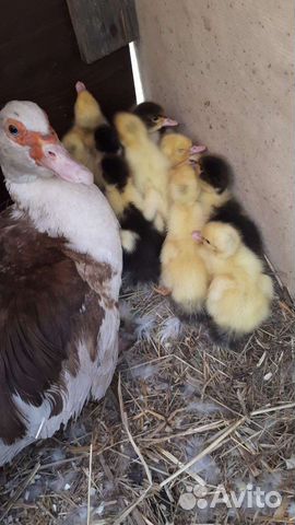 Утята с мамой